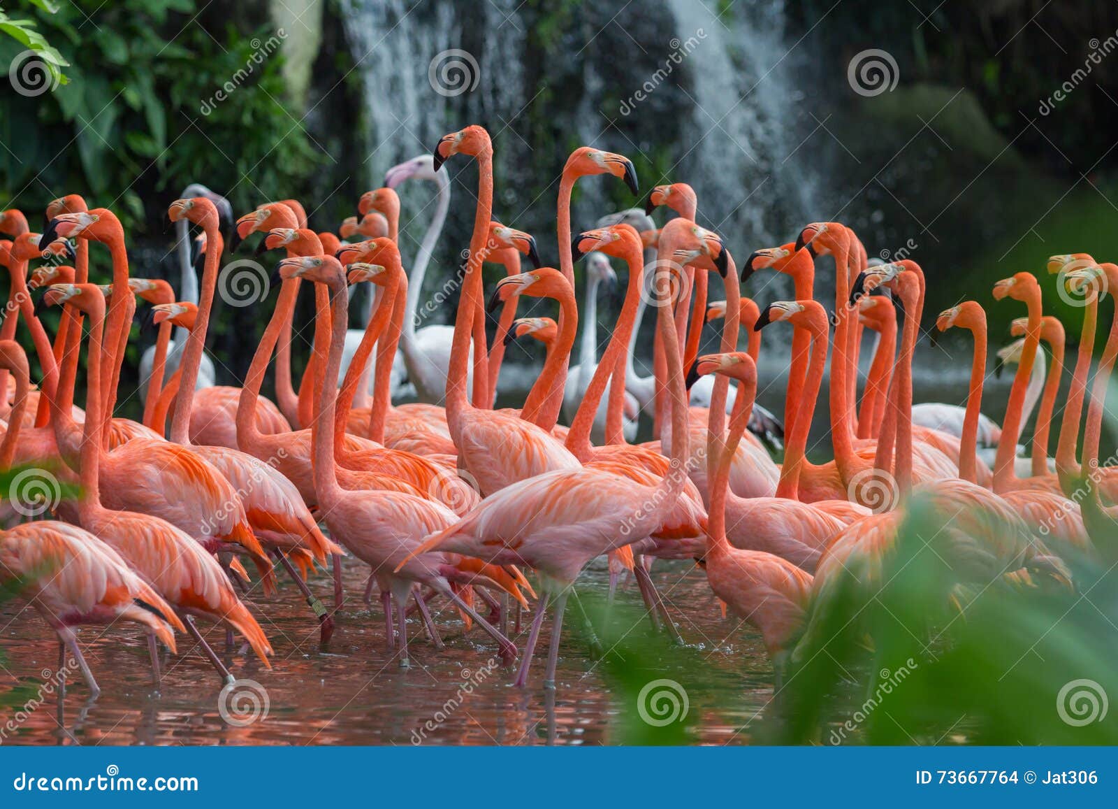 Flock of Pink flamingos stock photo. Image of photograph - 73667764