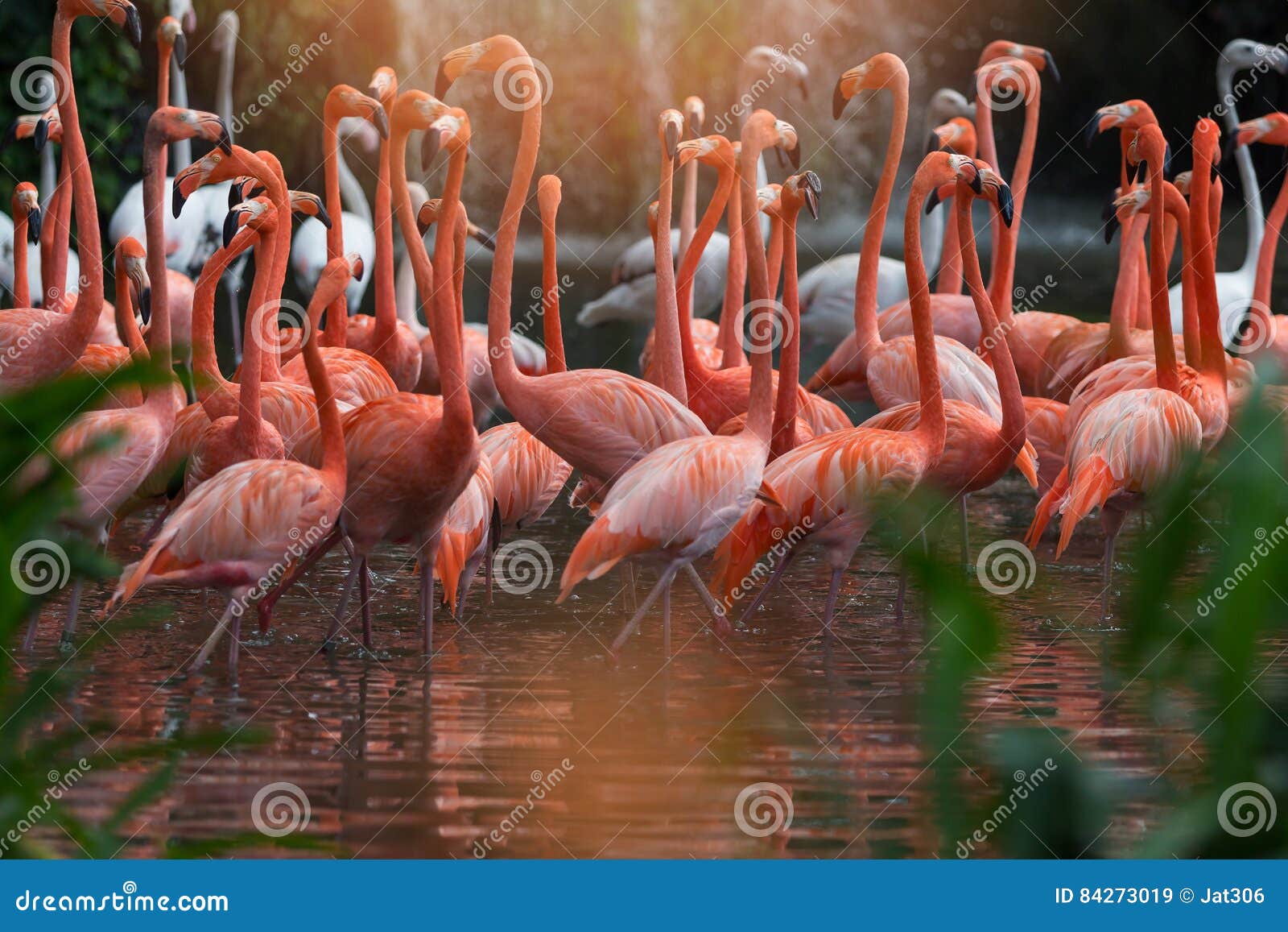 Flock of Pink flamingos stock image. Image of birds, natural - 84273019