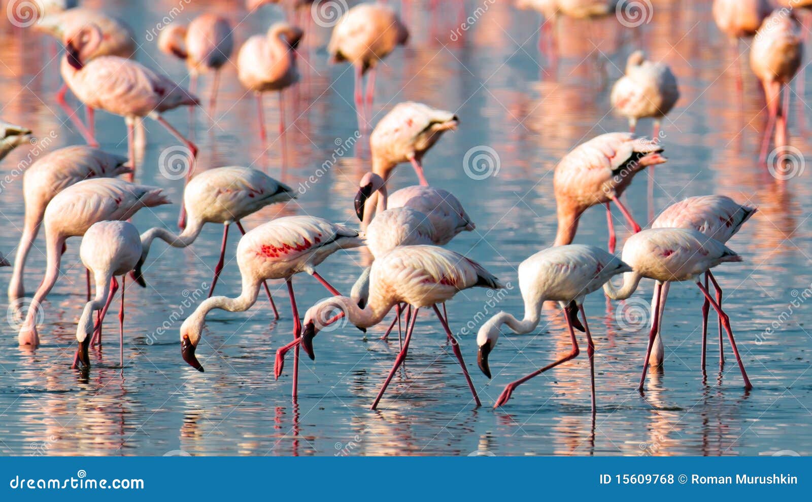 A Flock Of Pink Flamingos Walk On Water Royalty Free Stock Photos ...