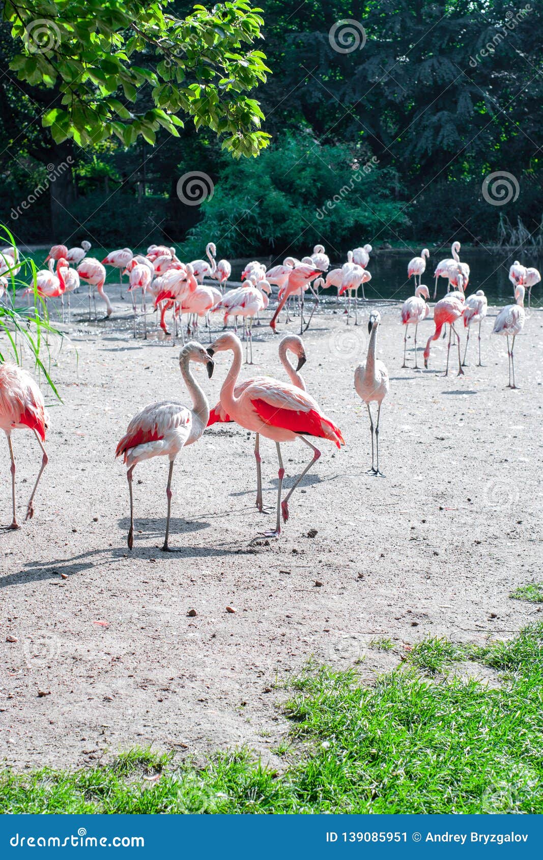 Flock of Pink Flamingos Walking on Sandy Beach Stock Image - Image of ...