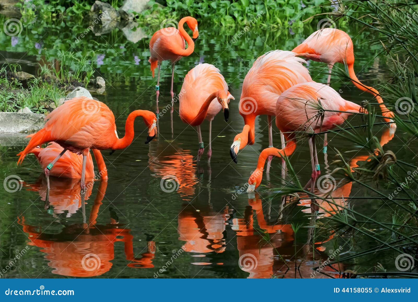 Flock of pink flamingos stock image. Image of forage - 44158055