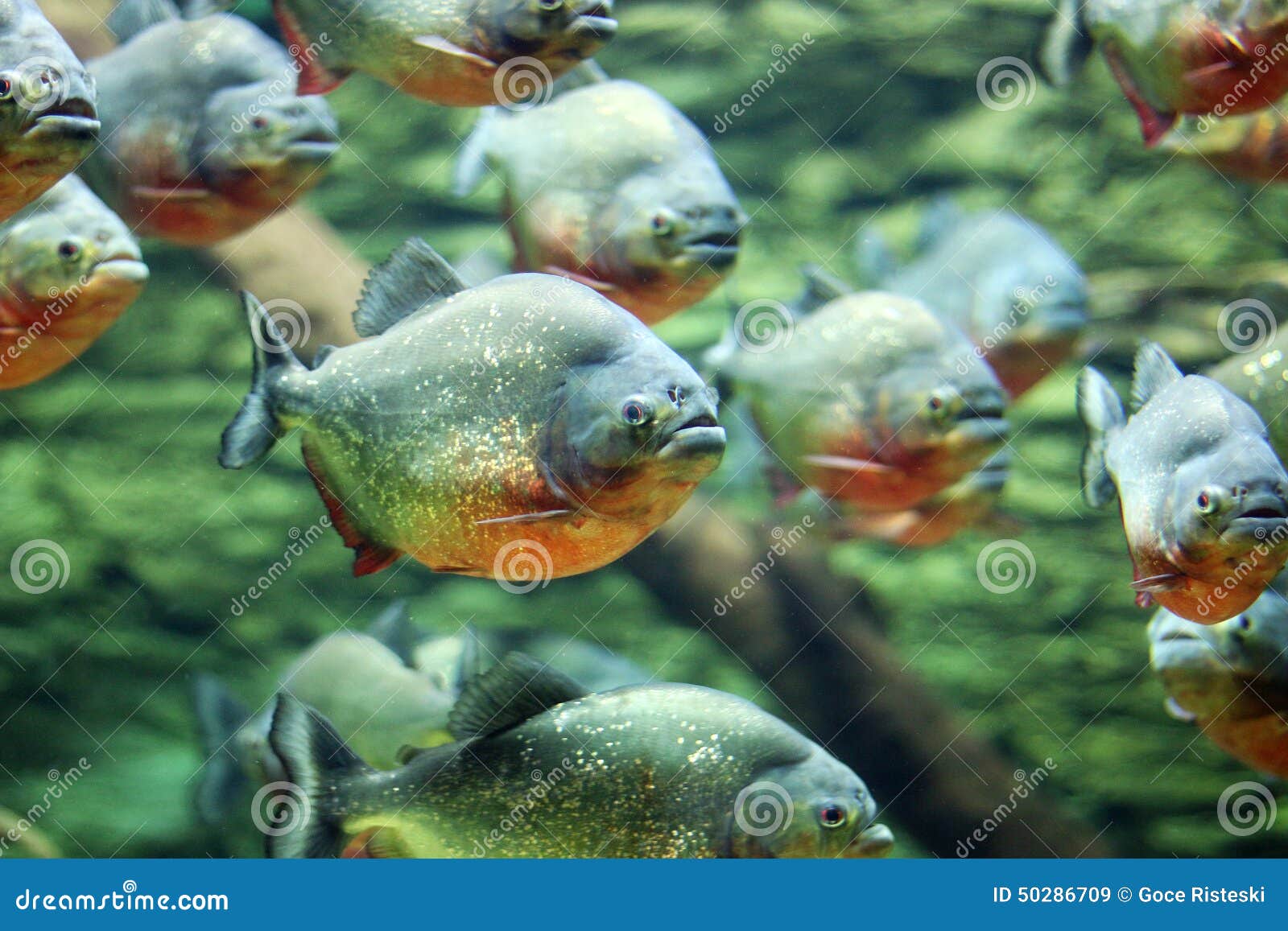 Flock of piranhas swim stock image. Image of carnivore - 50286709