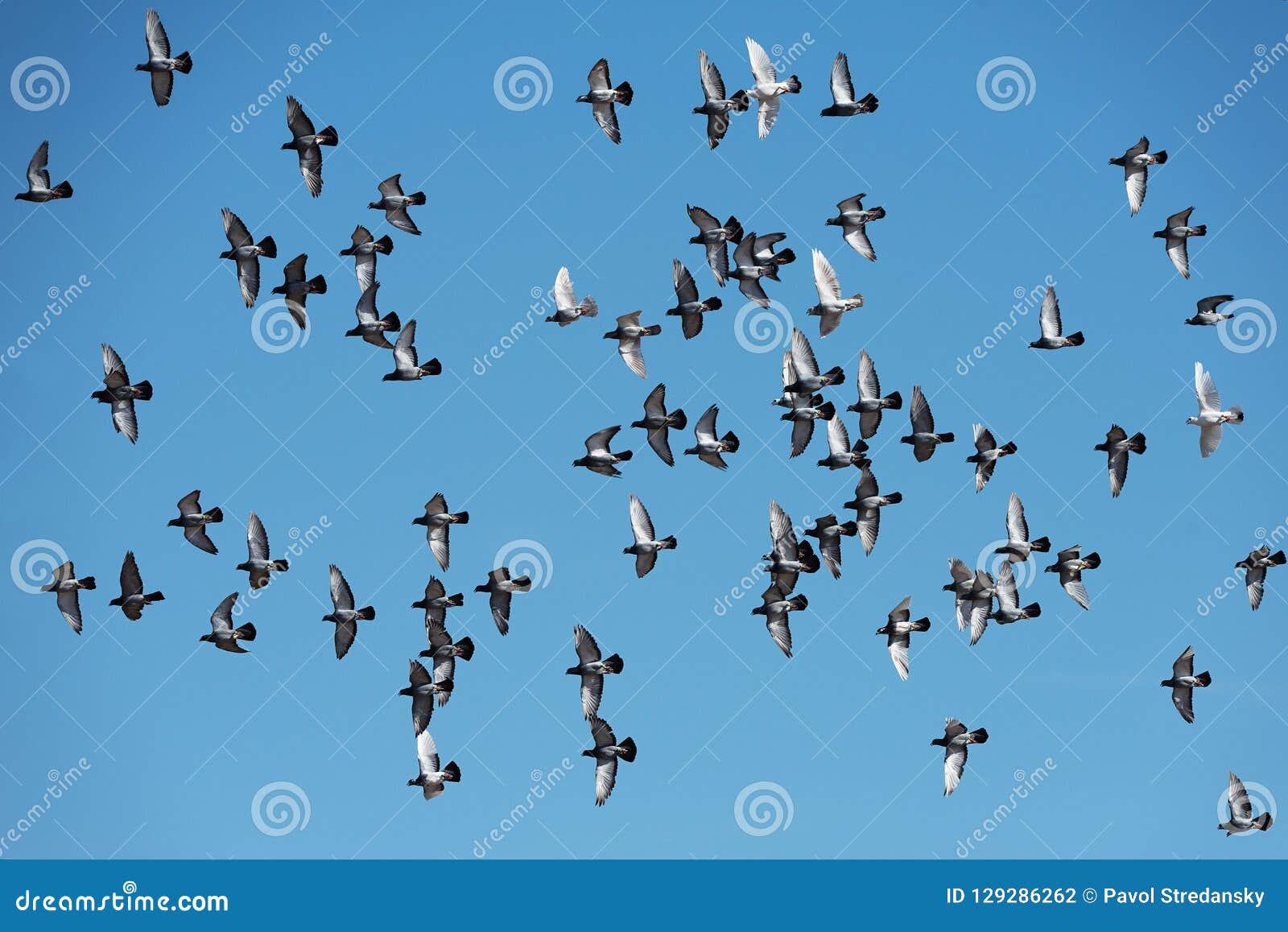 Flock of Postal Pigeons in Flight Stock Photo - Image of bird, beauty ...