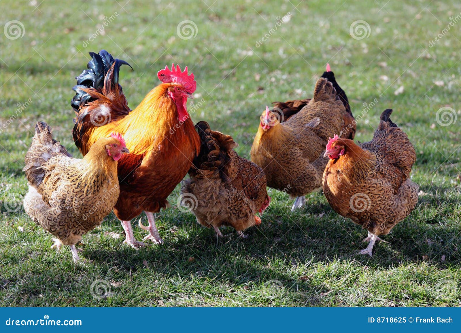 Flock of poultry stock image. Image of animal, domestic - 8718625