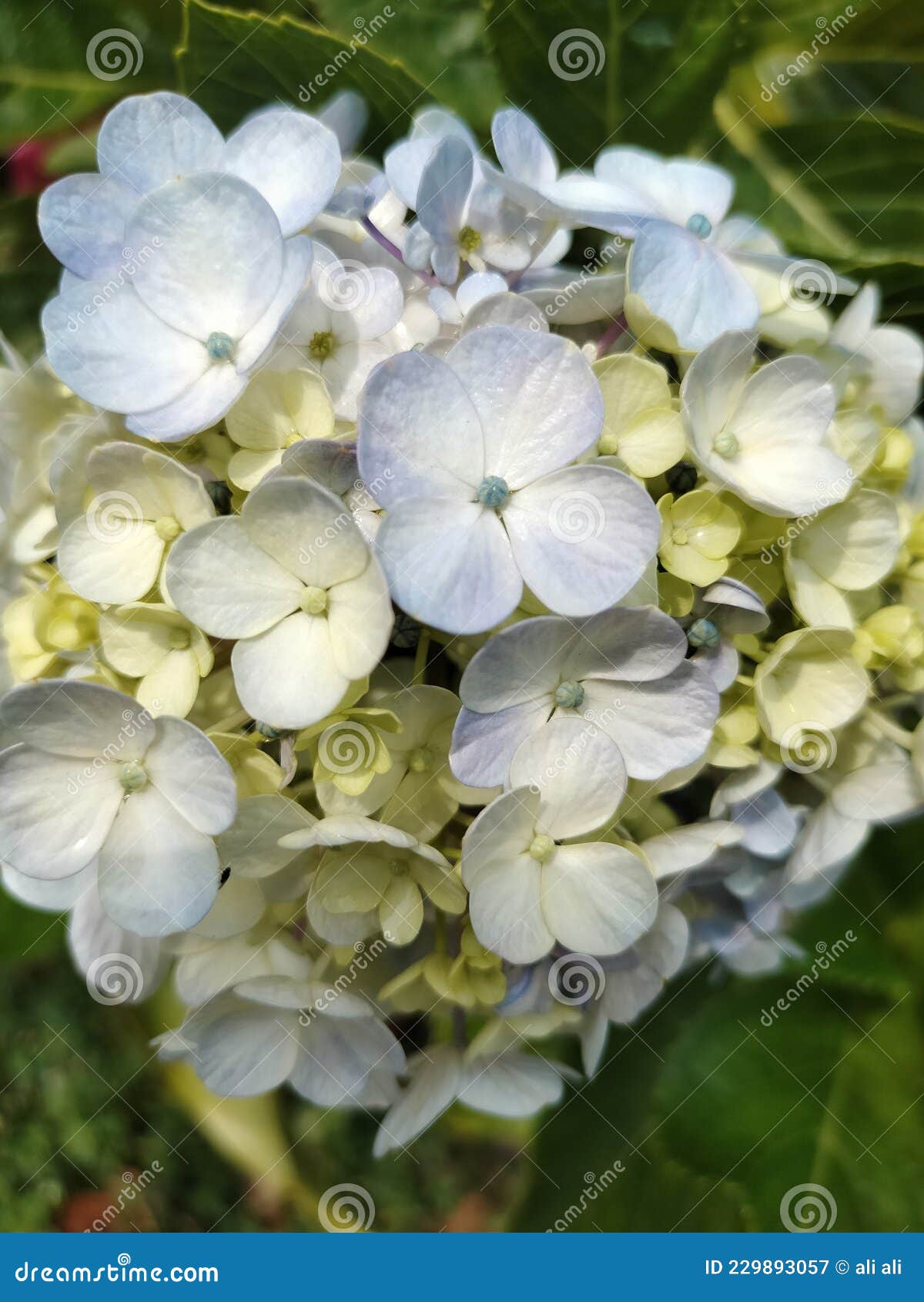 A flock of pretty flowers stock image. Image of white - 229893057