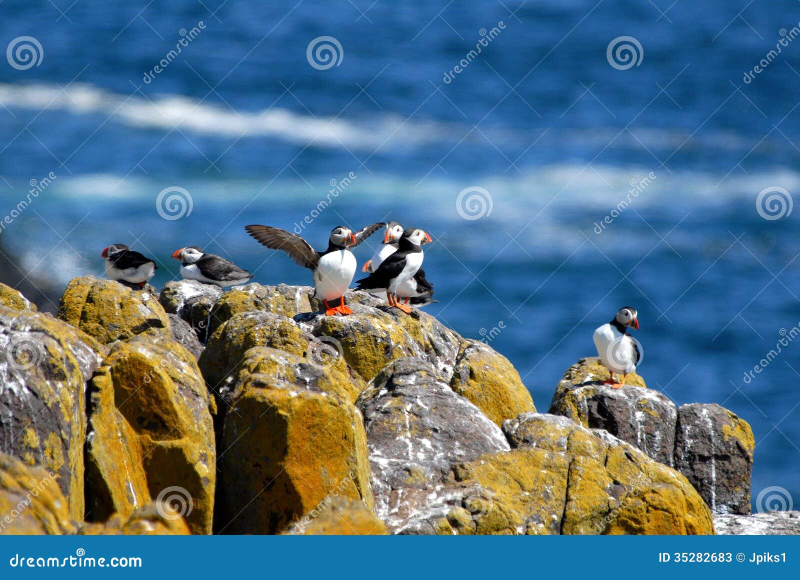 Flock of Puffins stock image. Image of rock, colourful - 35282683