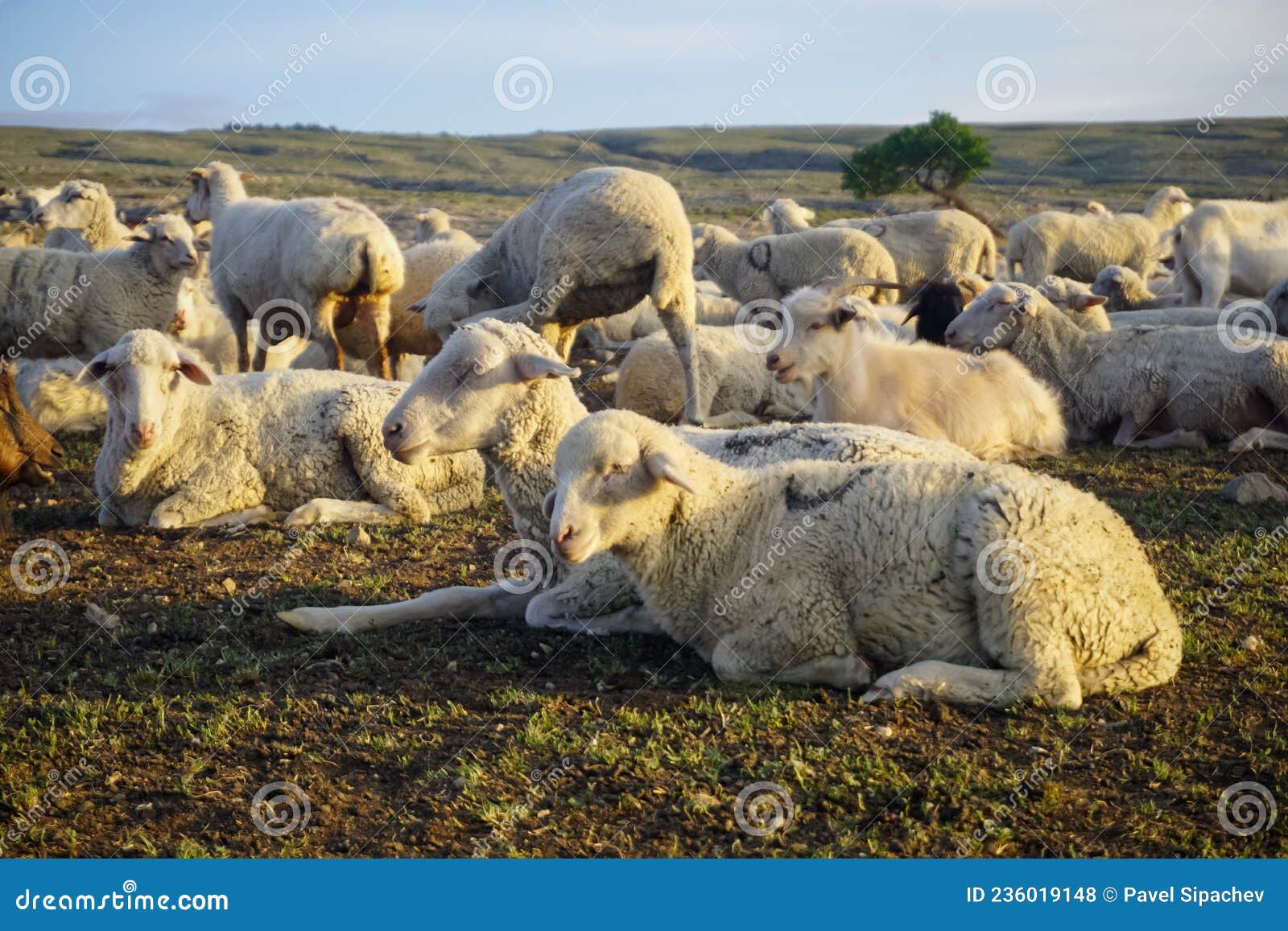 A Flock of Ram and Sheep Resting on a Meadow at Dawn Stock Photo ...