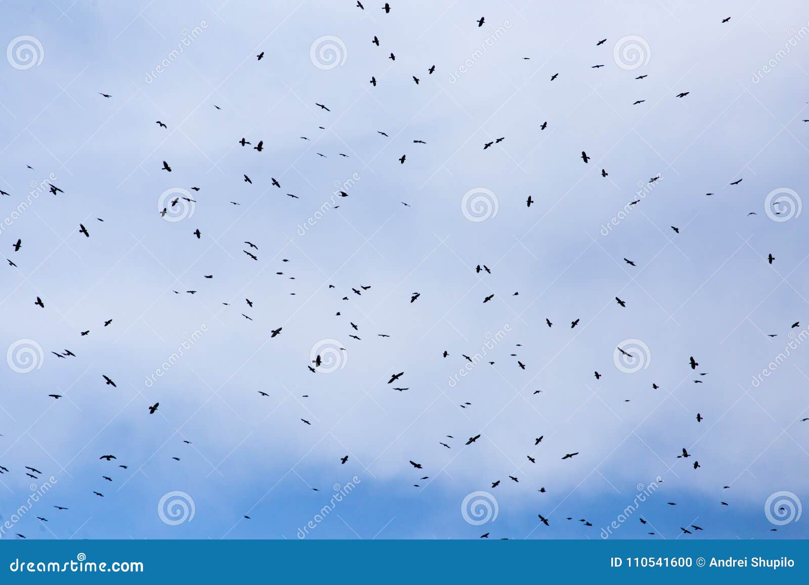 A Flock of Raven Birds on a Blue Sky Stock Photo - Image of migrating ...