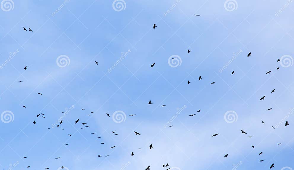 A Flock of Raven Birds on a Blue Sky Stock Image - Image of wildlife ...