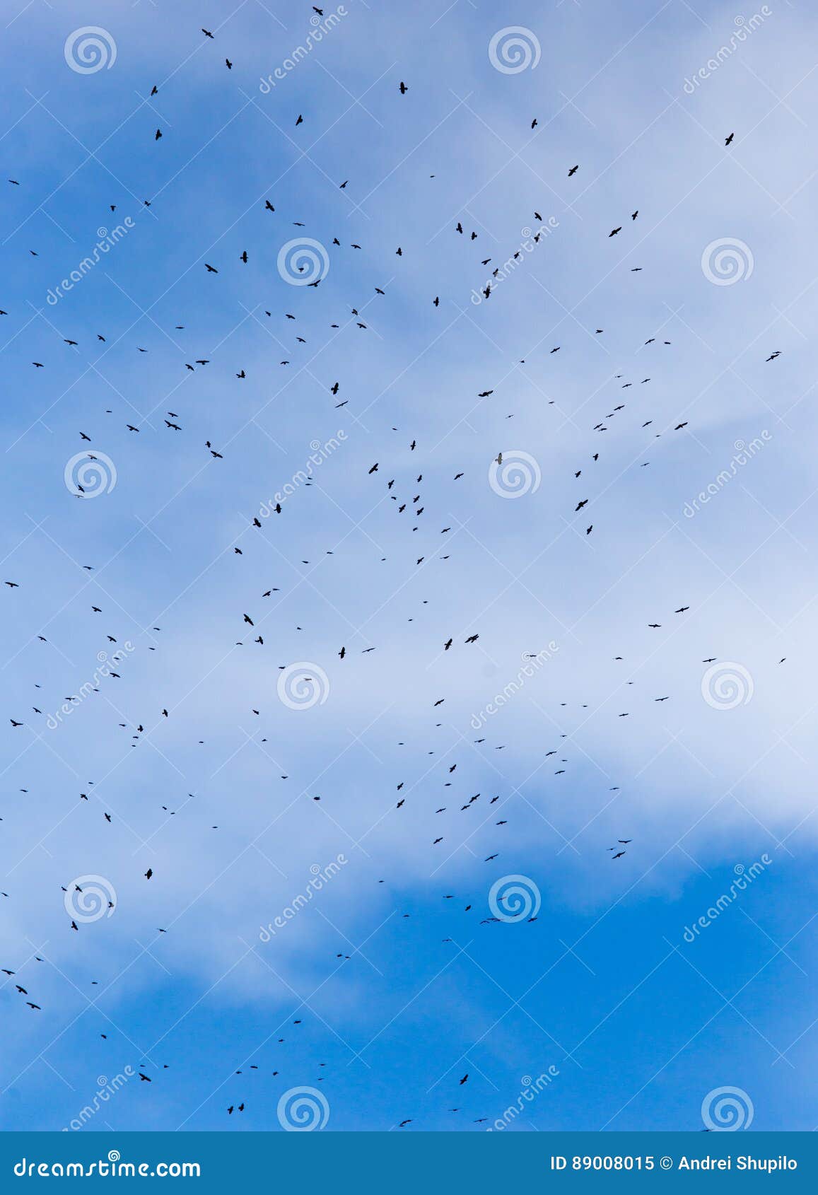A Flock of Raven Birds on a Blue Sky Stock Image - Image of birds, bird ...