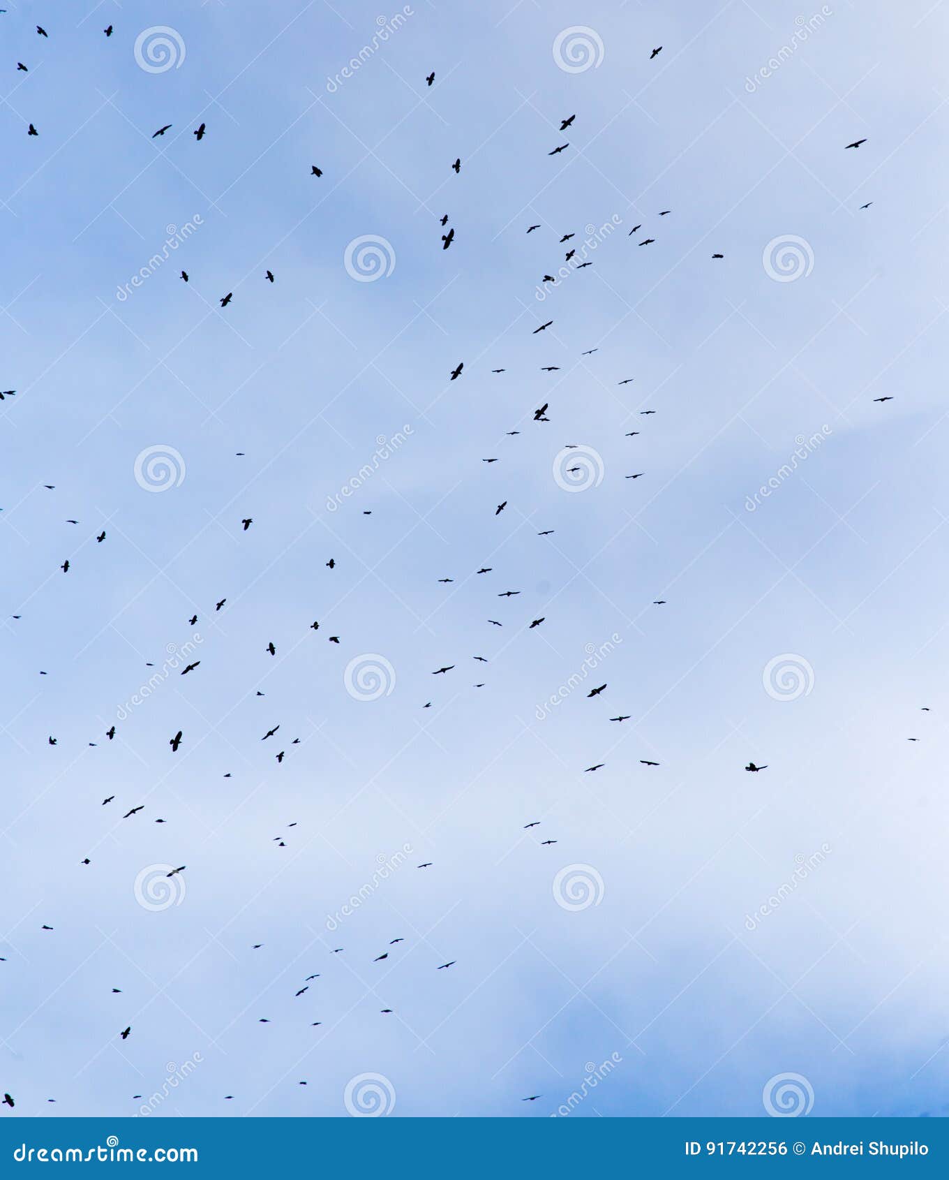 A Flock of Raven Birds on a Blue Sky Stock Photo - Image of bird, fauna ...