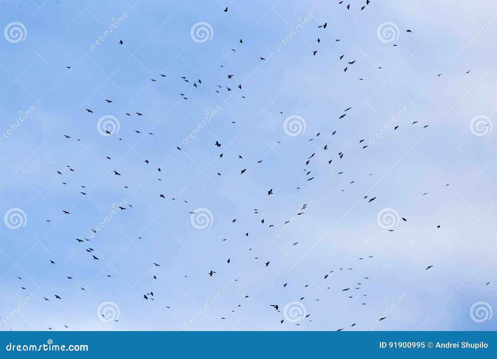 A Flock of Raven Birds on a Blue Sky Stock Image - Image of cloud, wing ...