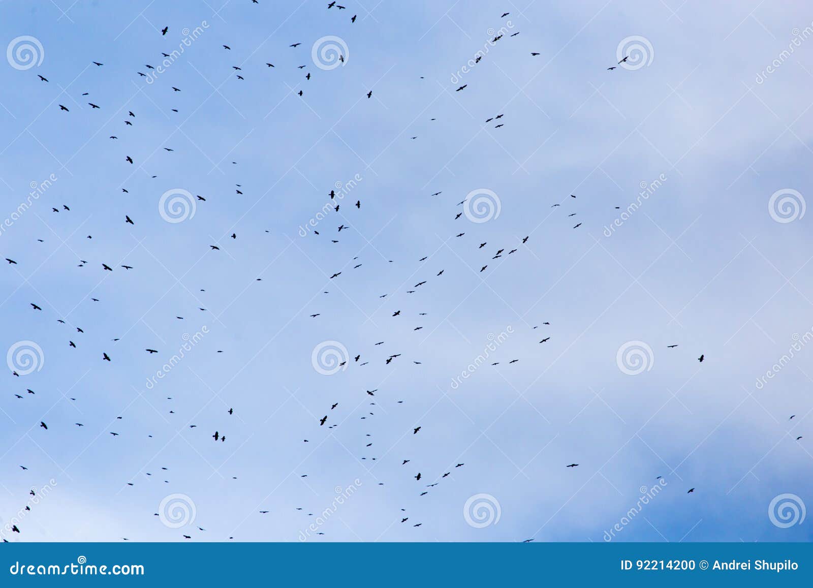 A Flock of Raven Birds on a Blue Sky Stock Photo - Image of black ...