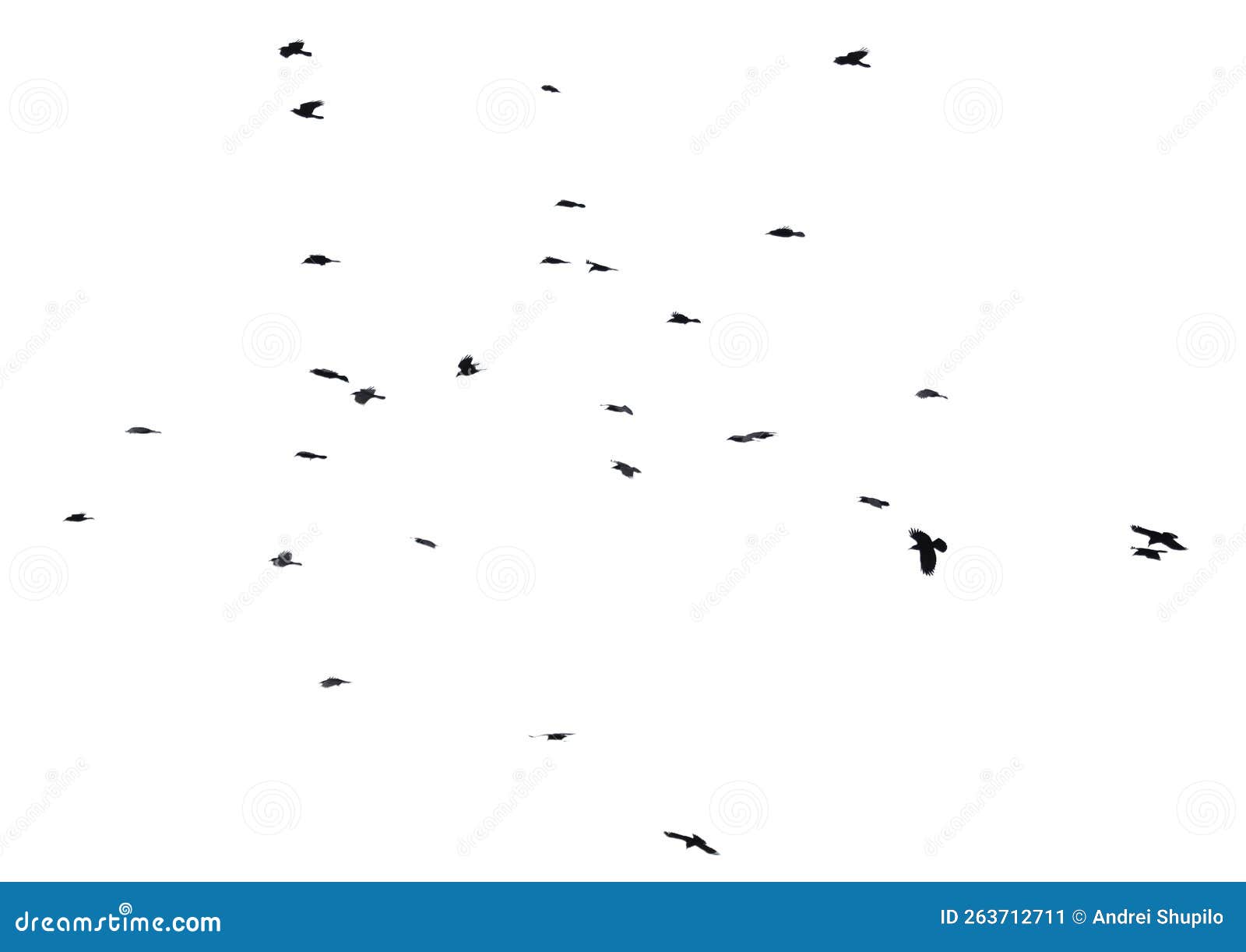 Flock of Raven Birds Isolated on White Stock Image - Image of wildlife ...