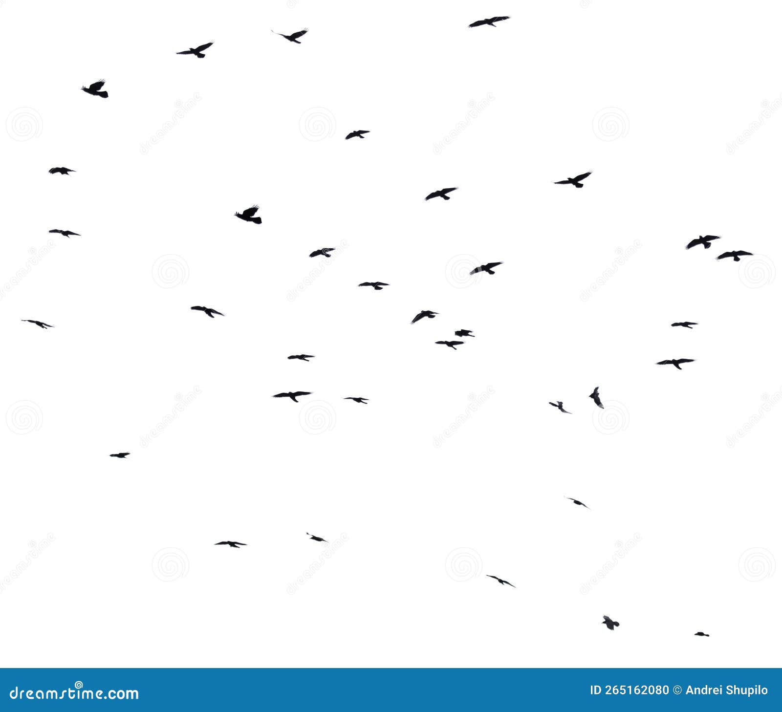 Flock of Raven Birds Isolated on White Stock Photo - Image of wallpaper ...