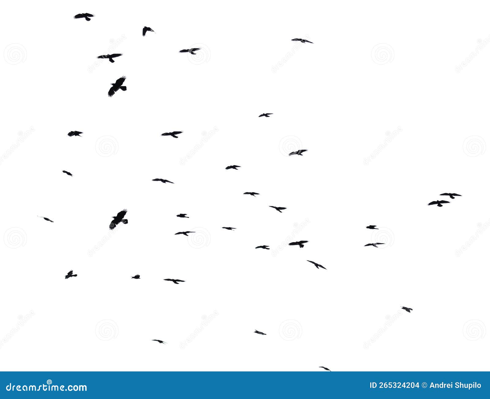 Flock of Raven Birds Isolated on White Stock Photo - Image of white ...