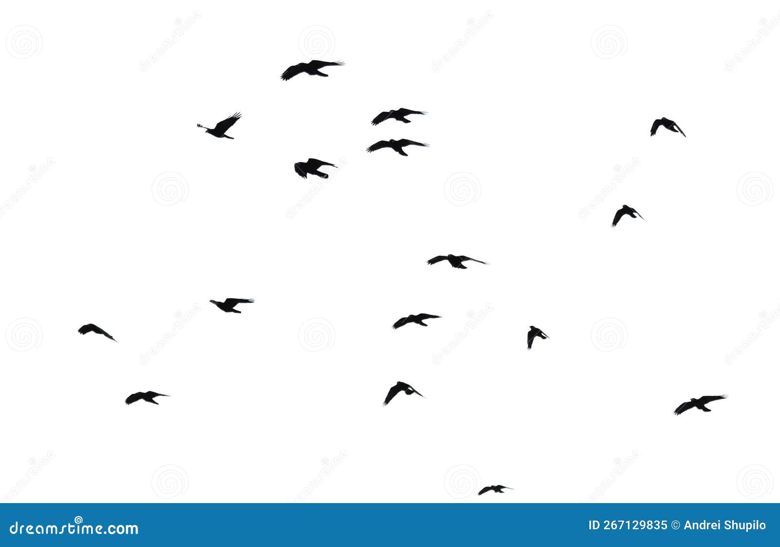 Flock of Raven Birds Isolated on White Stock Image - Image of group ...