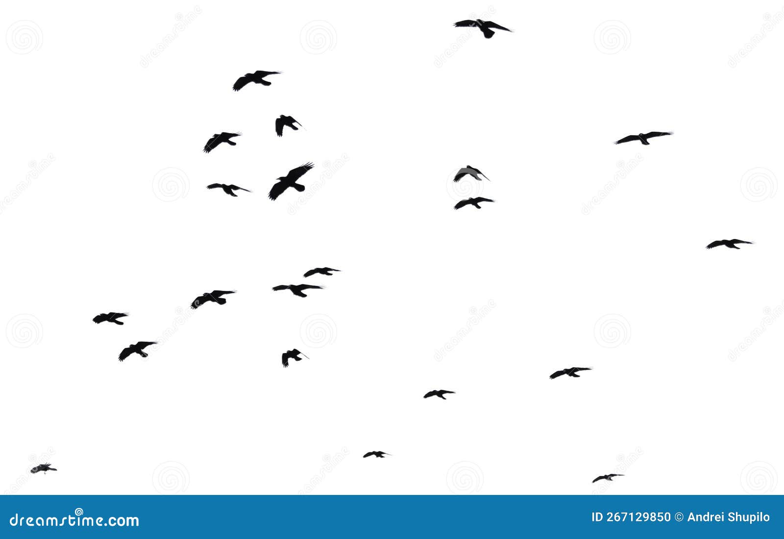Flock of Raven Birds Isolated on White Stock Photo - Image of flock ...