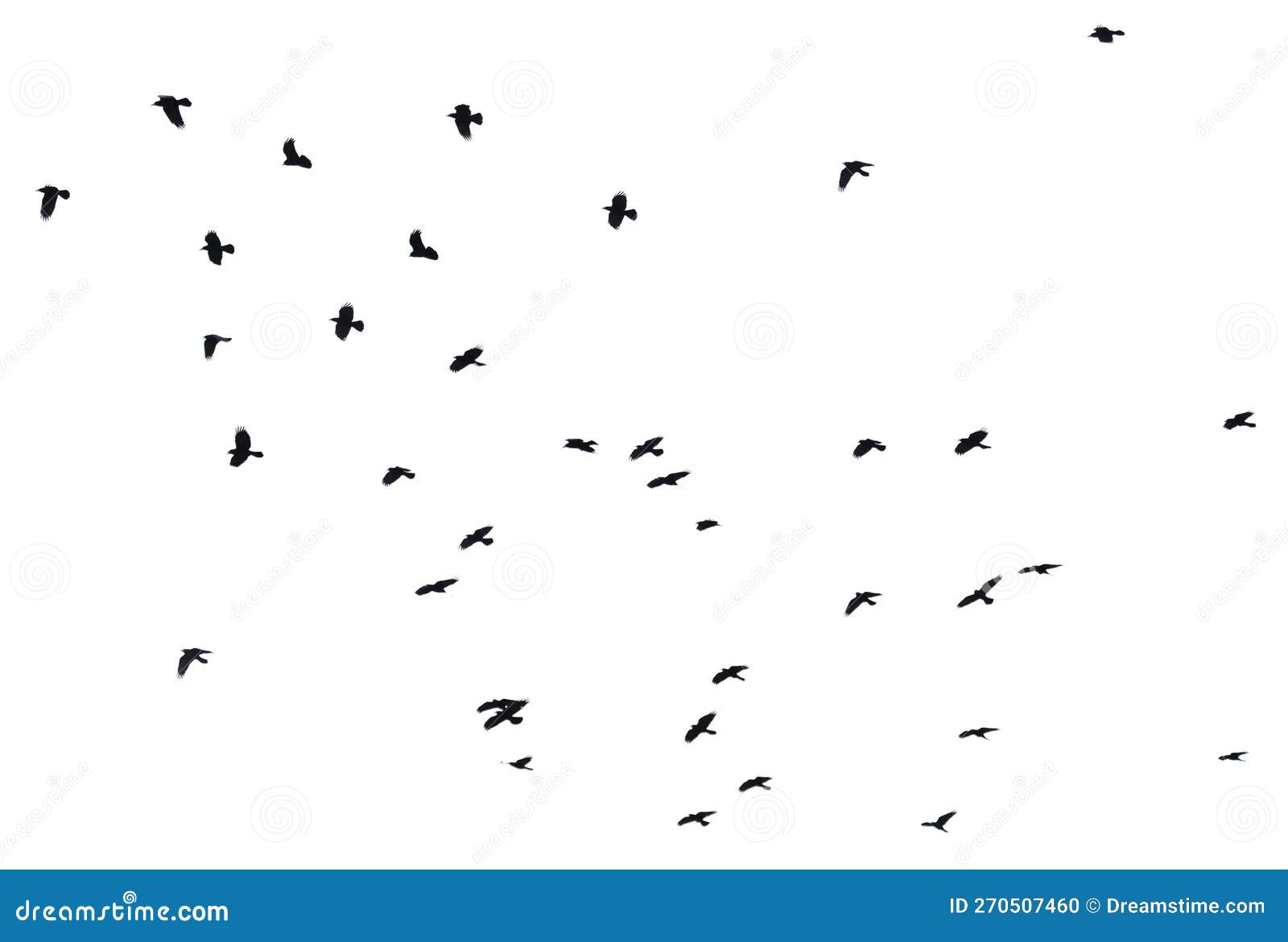 Flock of Raven Birds Isolated on White Stock Photo - Image of wildlife ...