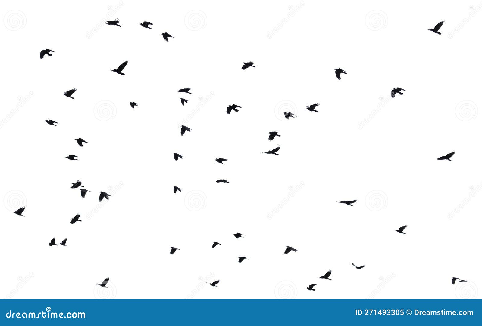 Flock of Raven Birds Isolated on White Stock Image - Image of group ...