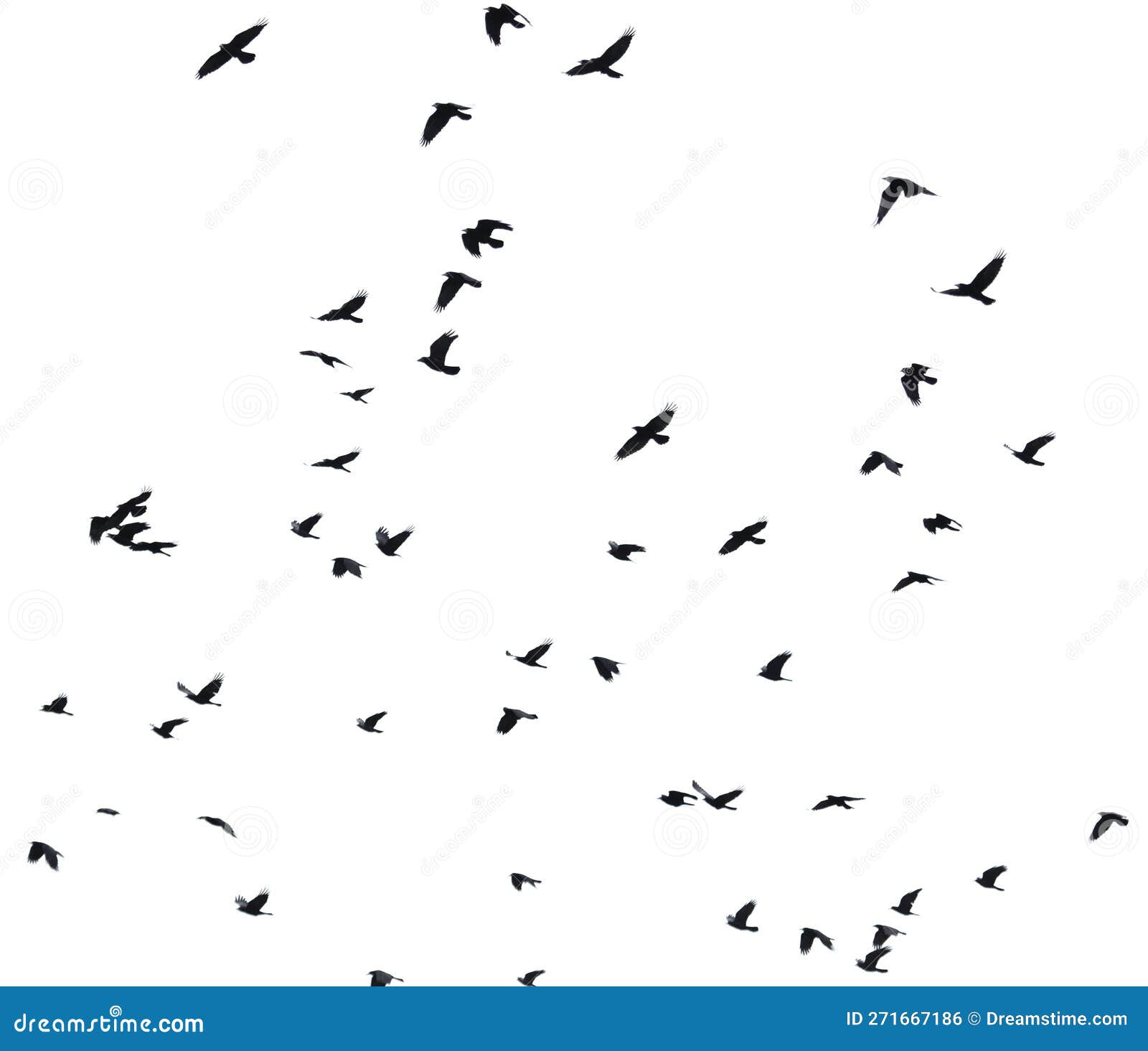 Flock of Raven Birds Isolated on White Stock Photo - Image of wildlife ...