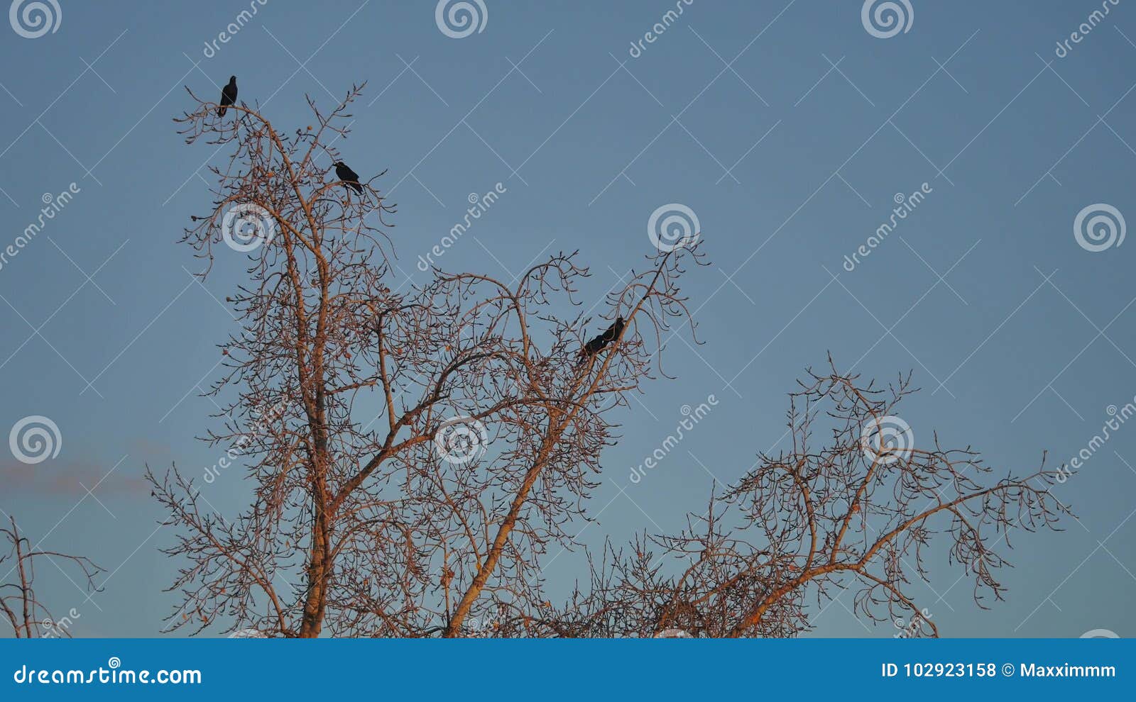 Flock of Raven Birds Sitting on a Tree Dry Branches of Trees. Crows ...