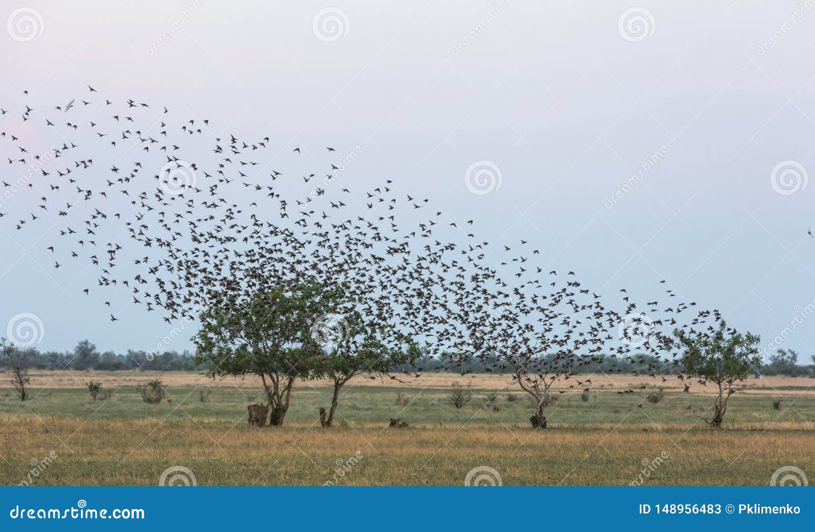 Flock of Raven Birds in Sky Stock Image - Image of white, flock: 148956483