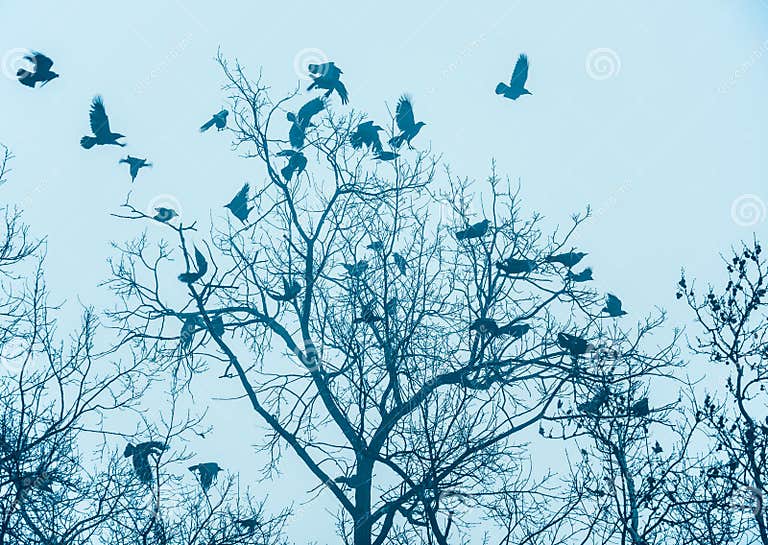 Flock of ravens stock image. Image of scary, park, black - 112158355