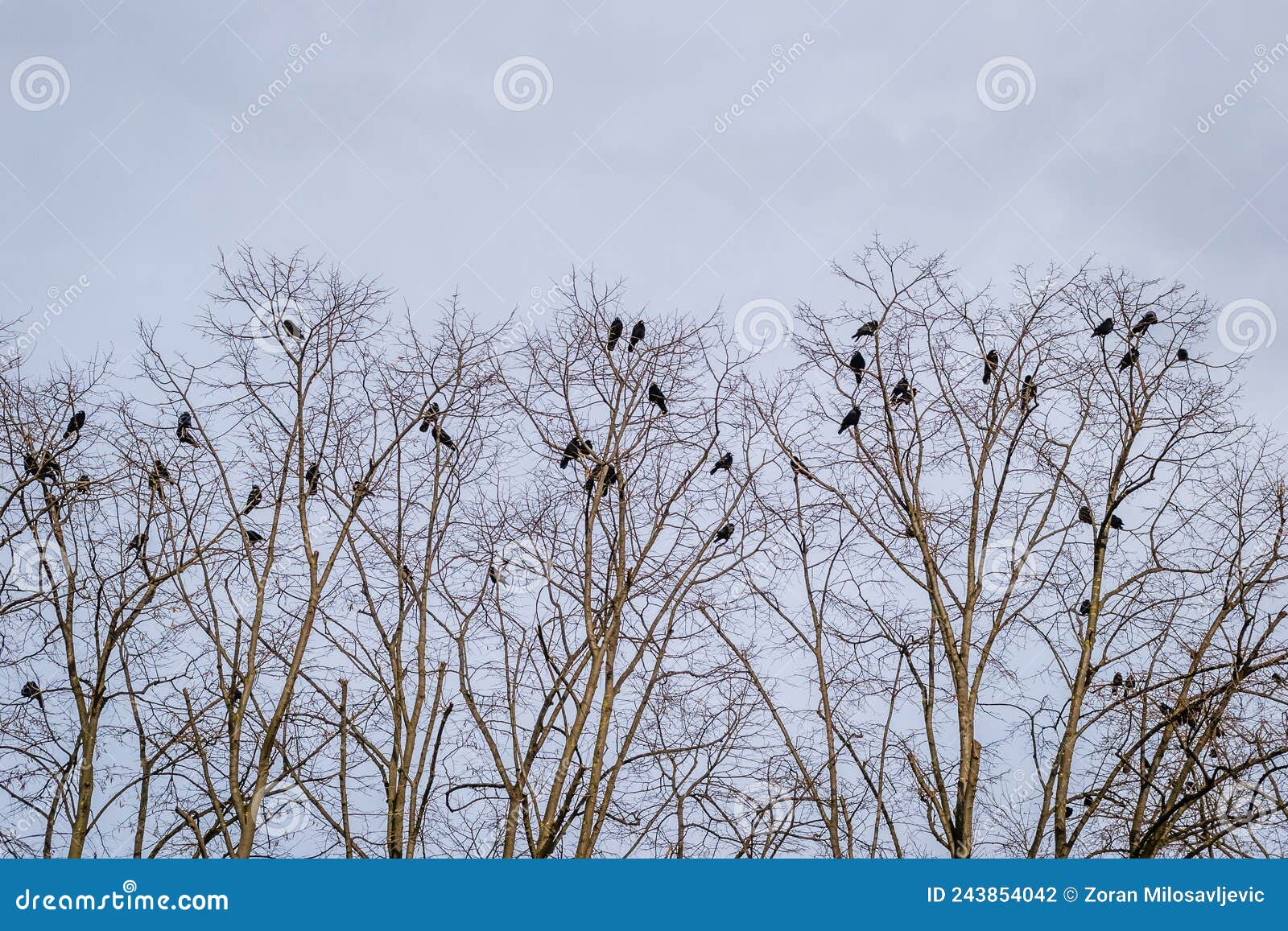 A Flock of Ravens in the Treetops Stock Photo - Image of foraging ...