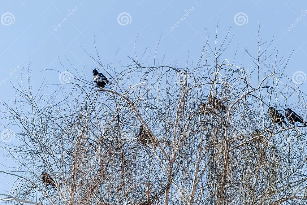 A Flock of Ravens in the Treetops Stock Photo - Image of natural, bird ...