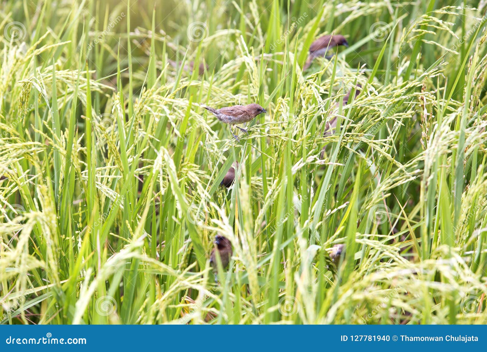 Ricebird stock photo. Image of sparrow, outdoor, field - 127781940