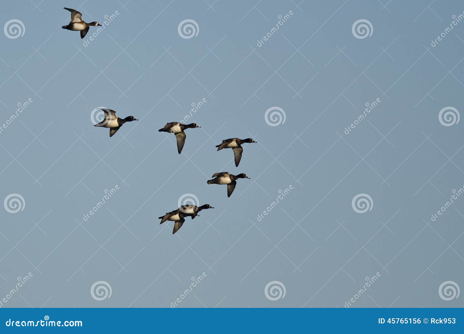 Flock of Ring-Necked Ducks Flying in a Blue Sky Stock Photo - Image of ...