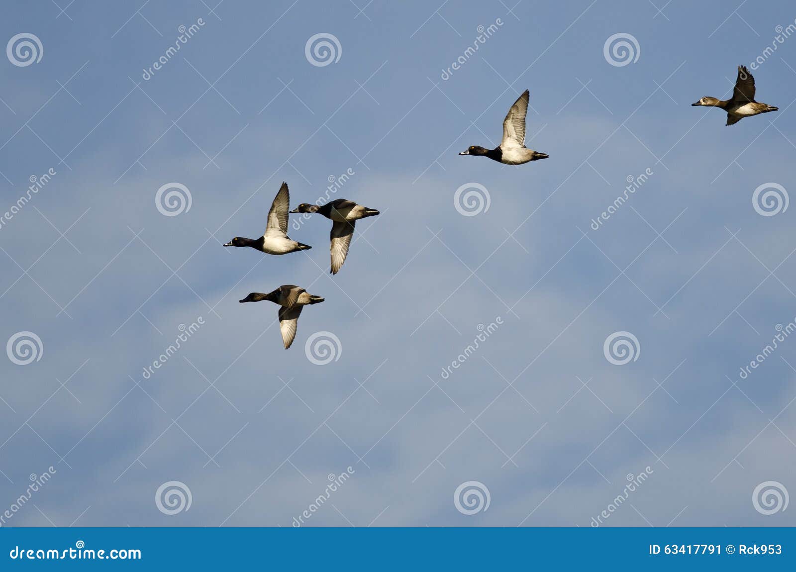 Flock of Ring-Necked Ducks Flying in a Blue Sky Stock Image - Image of ...