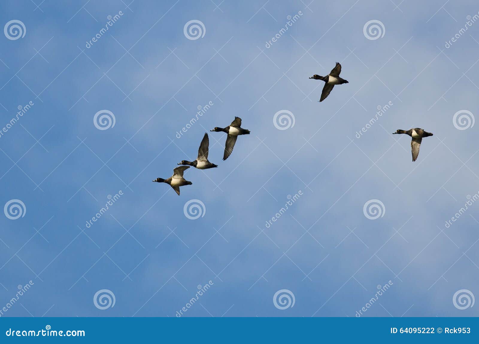 Flock of Ring-Necked Ducks Flying in a Blue Sky Stock Photo - Image of ...