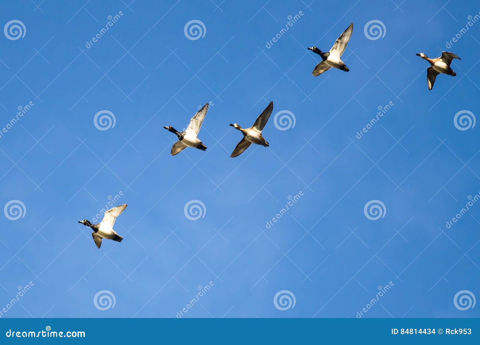 Flock of Ring-Necked Ducks Flying in a Blue Sky Stock Photo - Image of ...