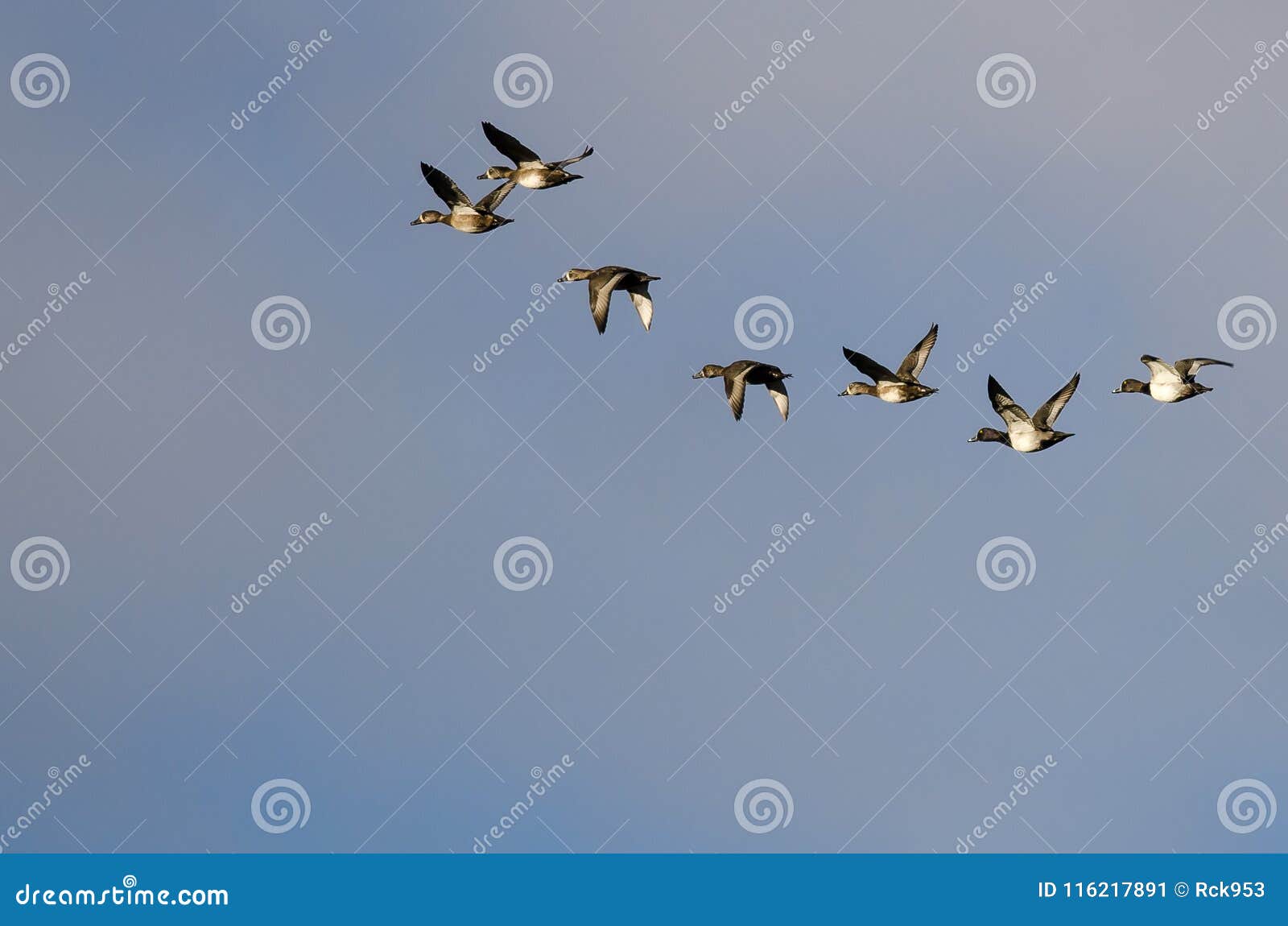 Flock of Ring-Necked Ducks Flying in a Cloudy Sky Stock Image - Image ...