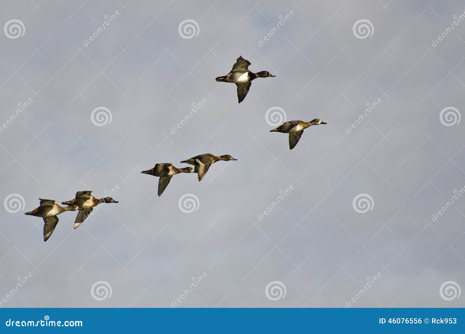 Flock of Ring-Necked Ducks Flying in a Cloudy Sky Stock Photo - Image ...