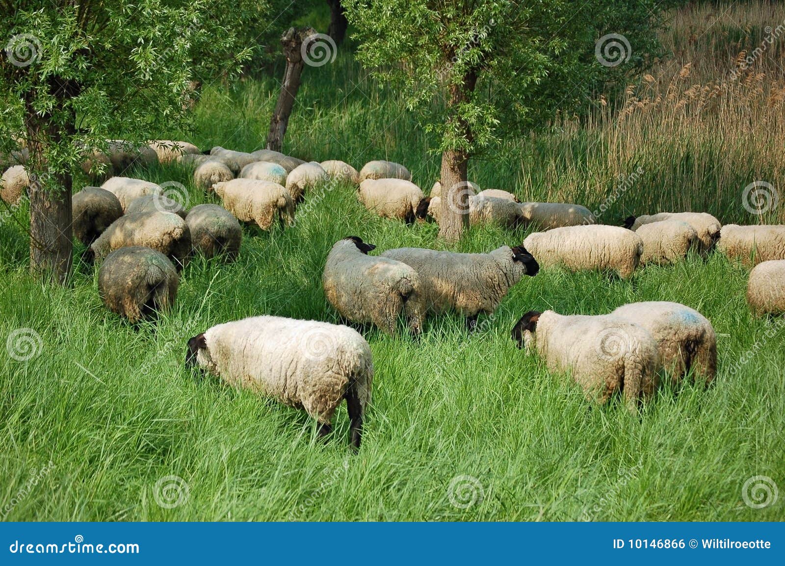 Flock of robust sheep stock photo. Image of fuller, nourishment - 10146866