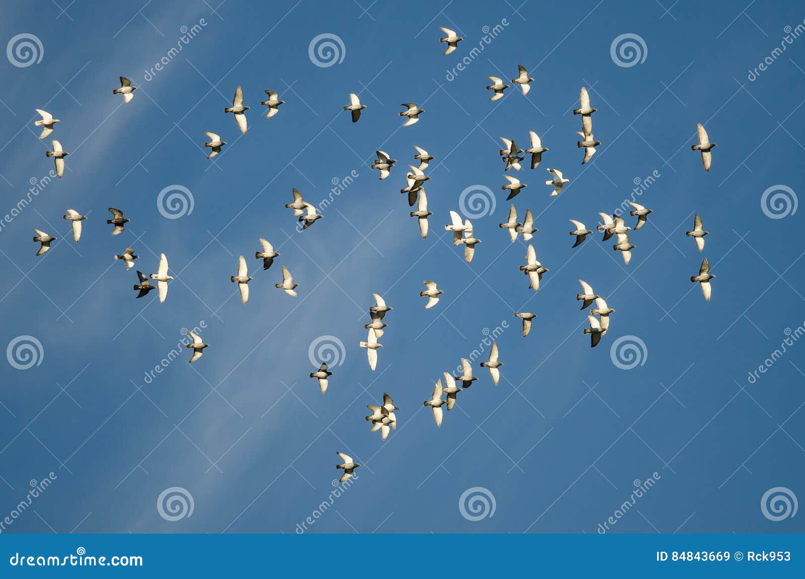 Flock of Rock Pigeons Flying in a Blue Sky Stock Image - Image of ...
