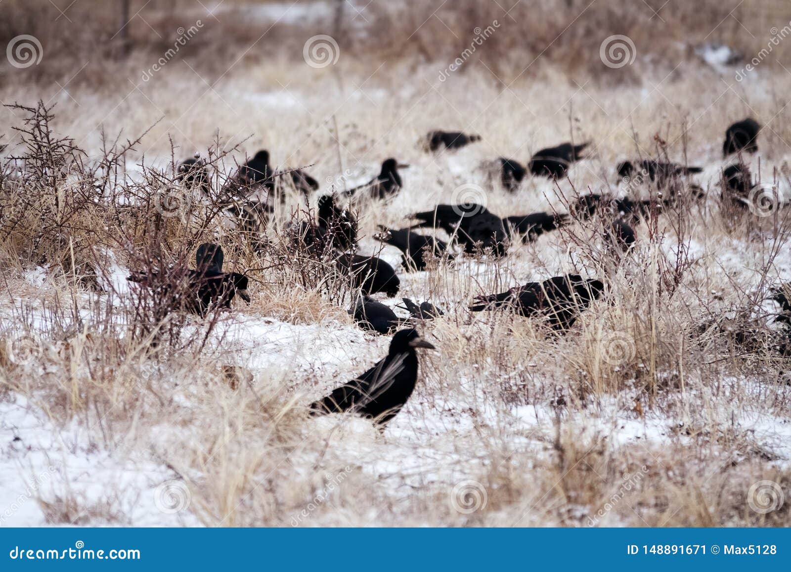 Flock of Rooks Fed on Snow-covered Fallow Field Stock Image - Image of ...