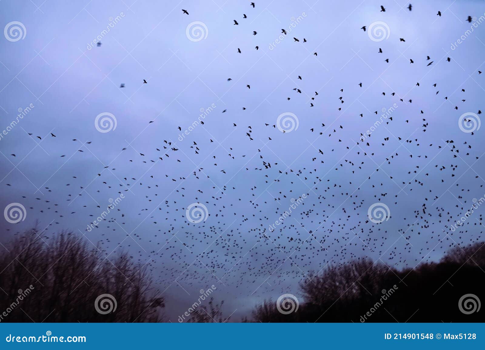 A Flock of Rooks in the Sky Stock Photo - Image of birds, flying: 214901548