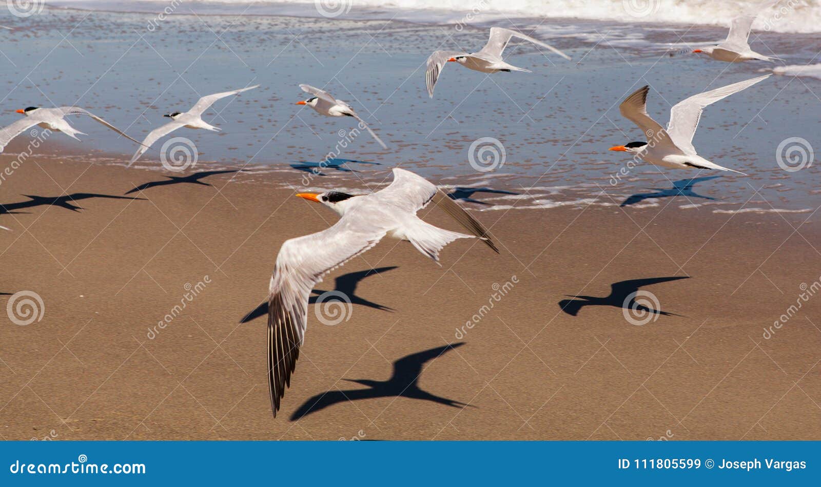Flock of Royal Terns Flying Above a Florida Beach Stock Image - Image ...