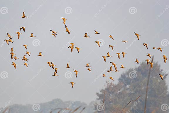 A Flock of ruffs flying stock photo. Image of separated - 277310204