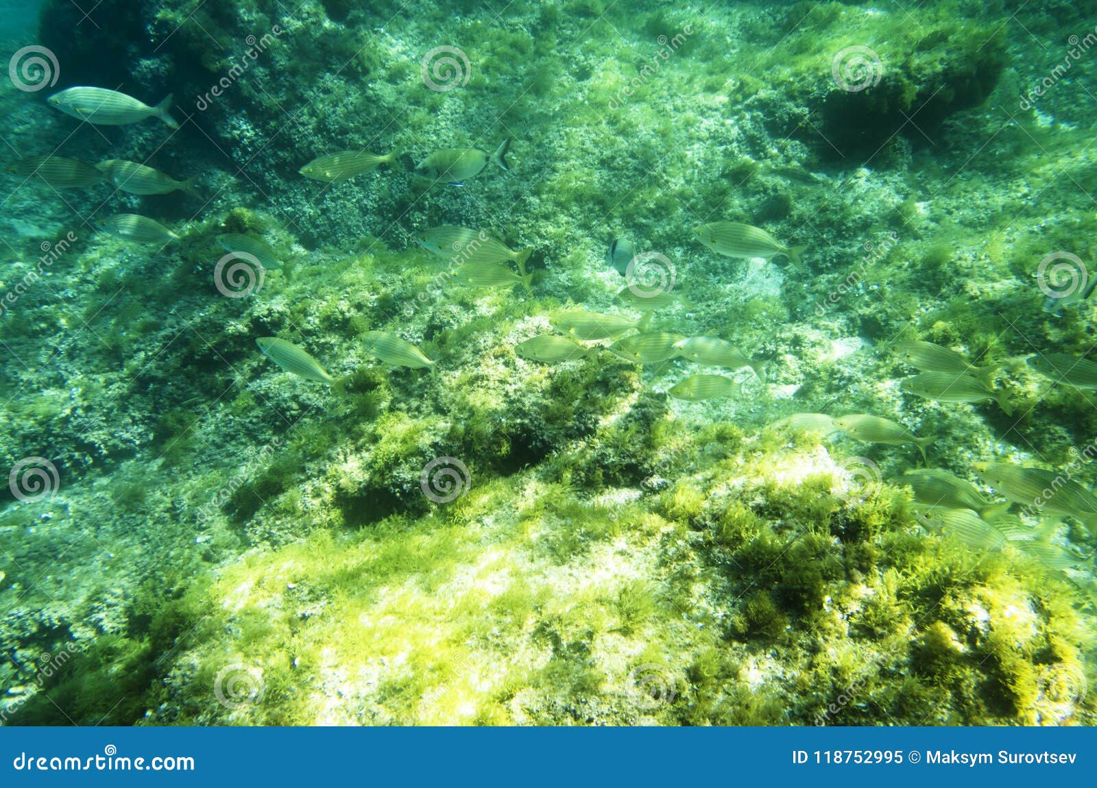 Salp Fish Stock Photos - Free & Royalty-Free Stock Photos from Dreamstime