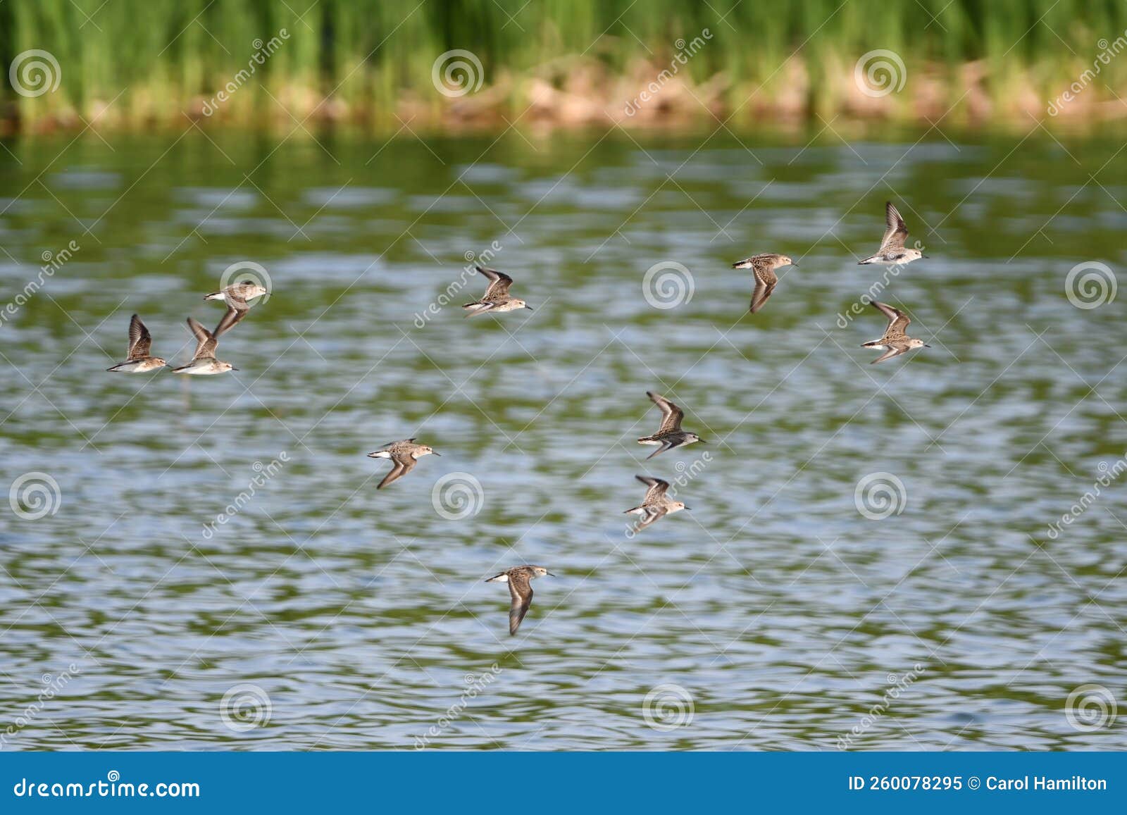 Flock of Sanderling Shorebirds in Flight Stock Image - Image of ...