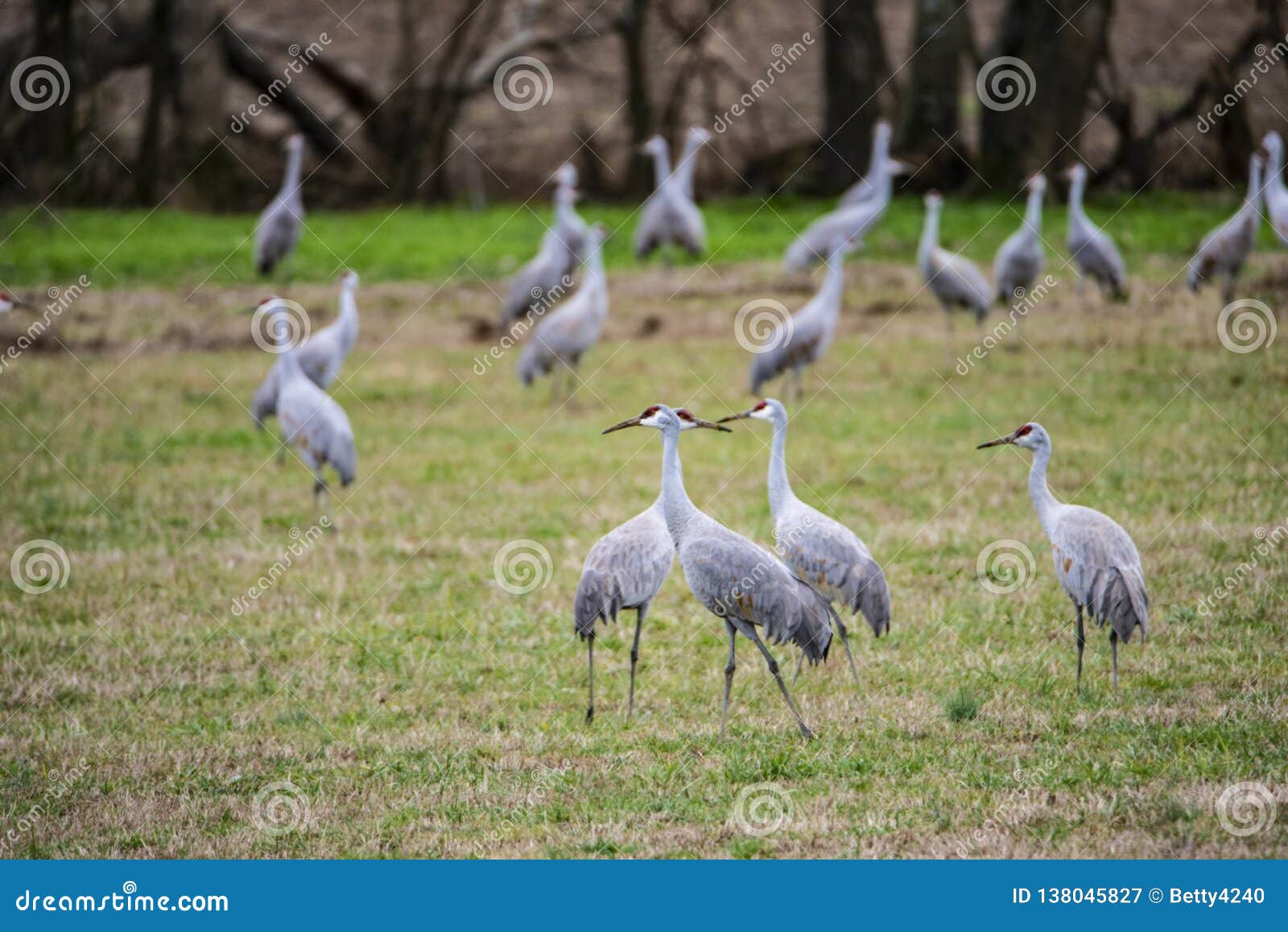 A Flock of Sandhill Cranes Getting Ready To Fly. Stock Image - Image of ...