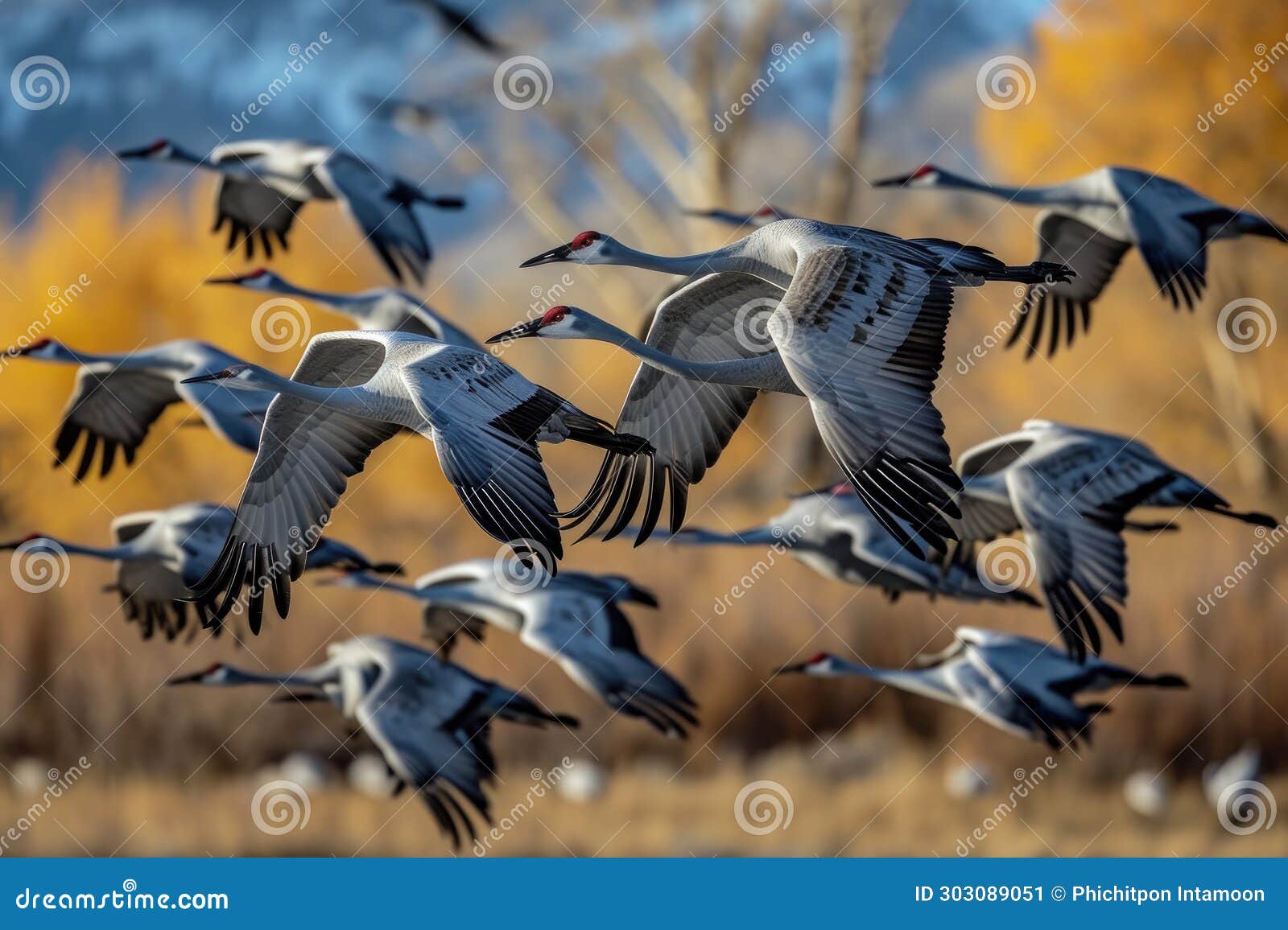 A Flock of Sandhill Cranes during Their Fall Migration. AI Generative ...