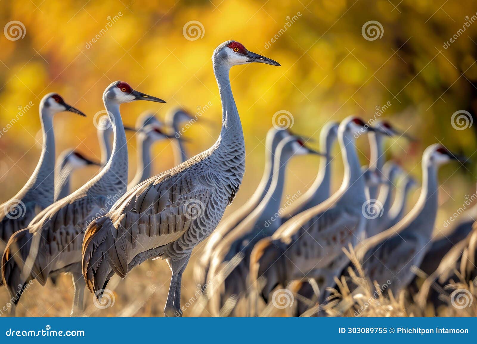 A Flock of Sandhill Cranes during Their Fall Migration. AI Generative ...