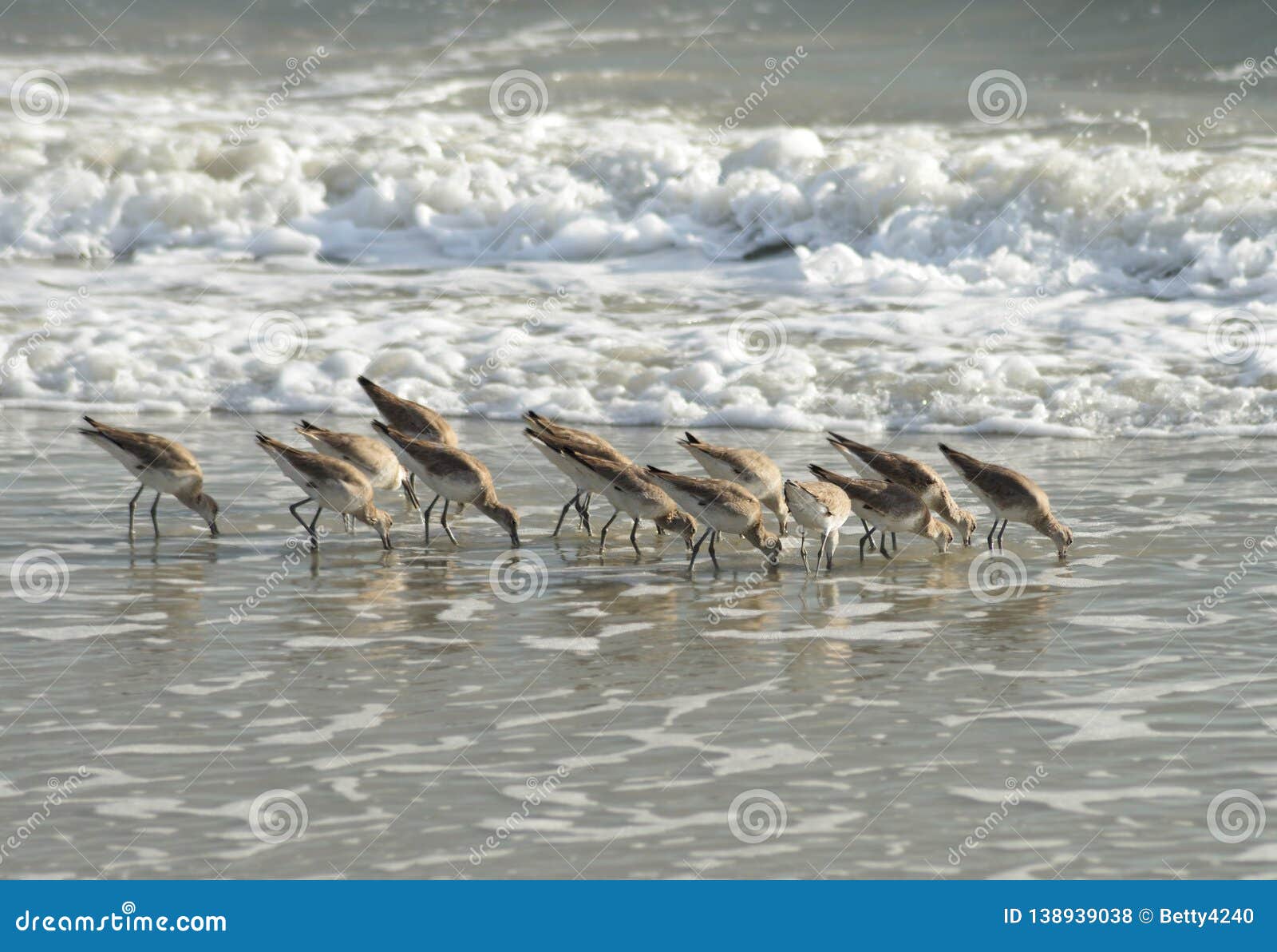 A Flock of Sandpipers Running in the Surf. Stock Photo - Image of ...