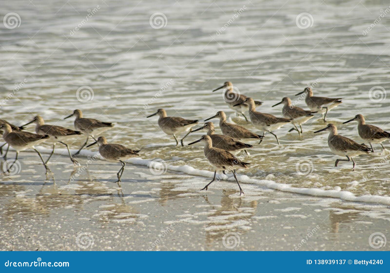 A Flock of Sandpipers Running in the Surf. Stock Image - Image of catch ...